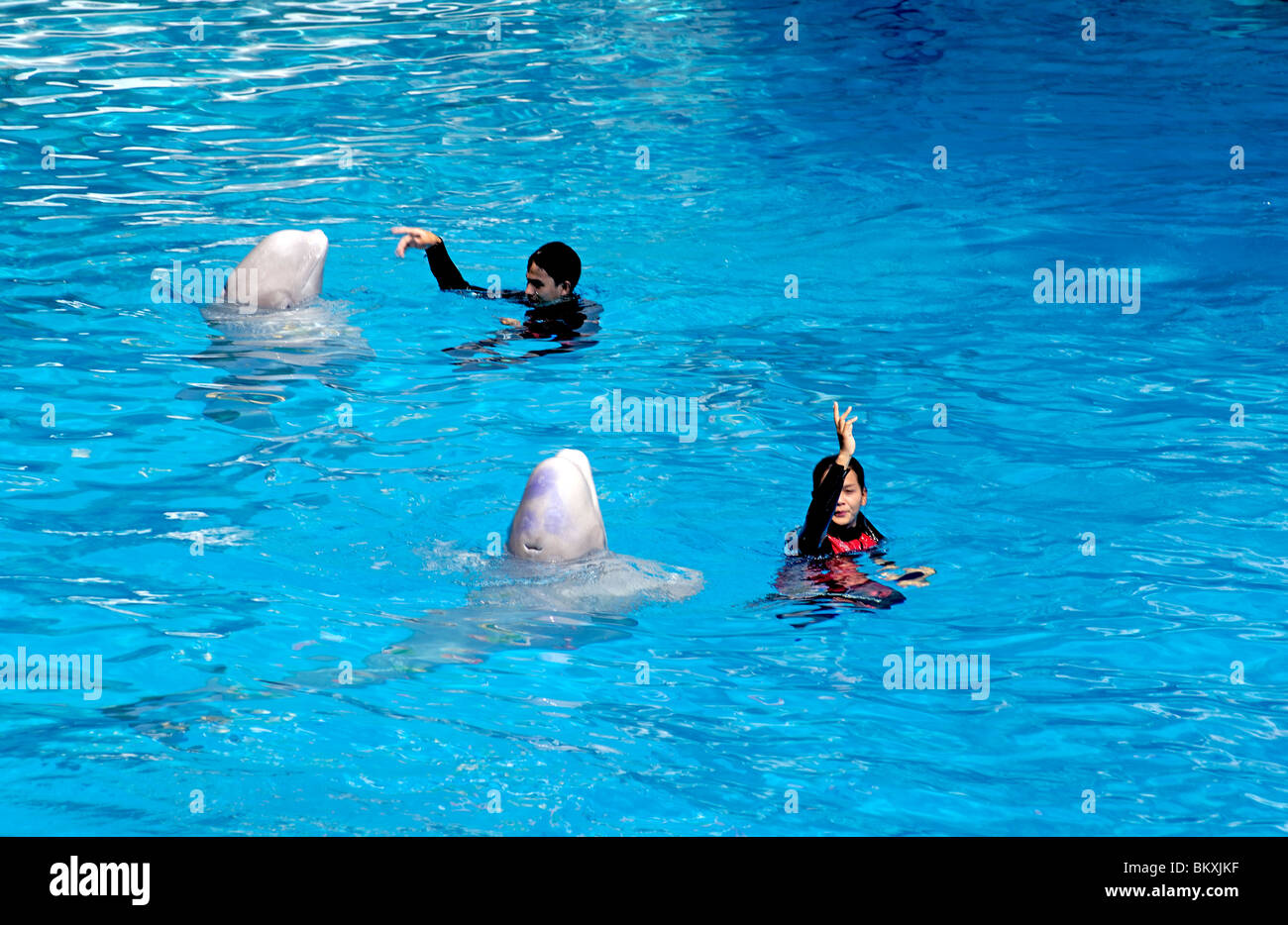 Two dolphins dancing in synchronization at dolphin show Safari world ...
