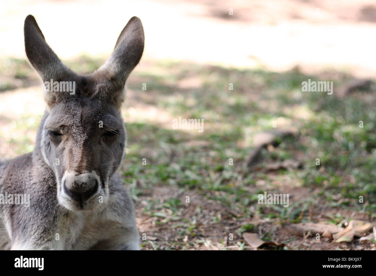 kangaroo at the Australia home of the crocodile hunter Steve Irwin ...
