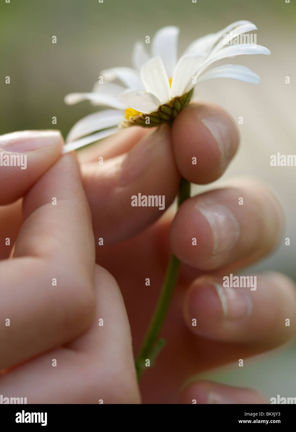 Plucking flower petal hi-res stock photography and images - Alamy