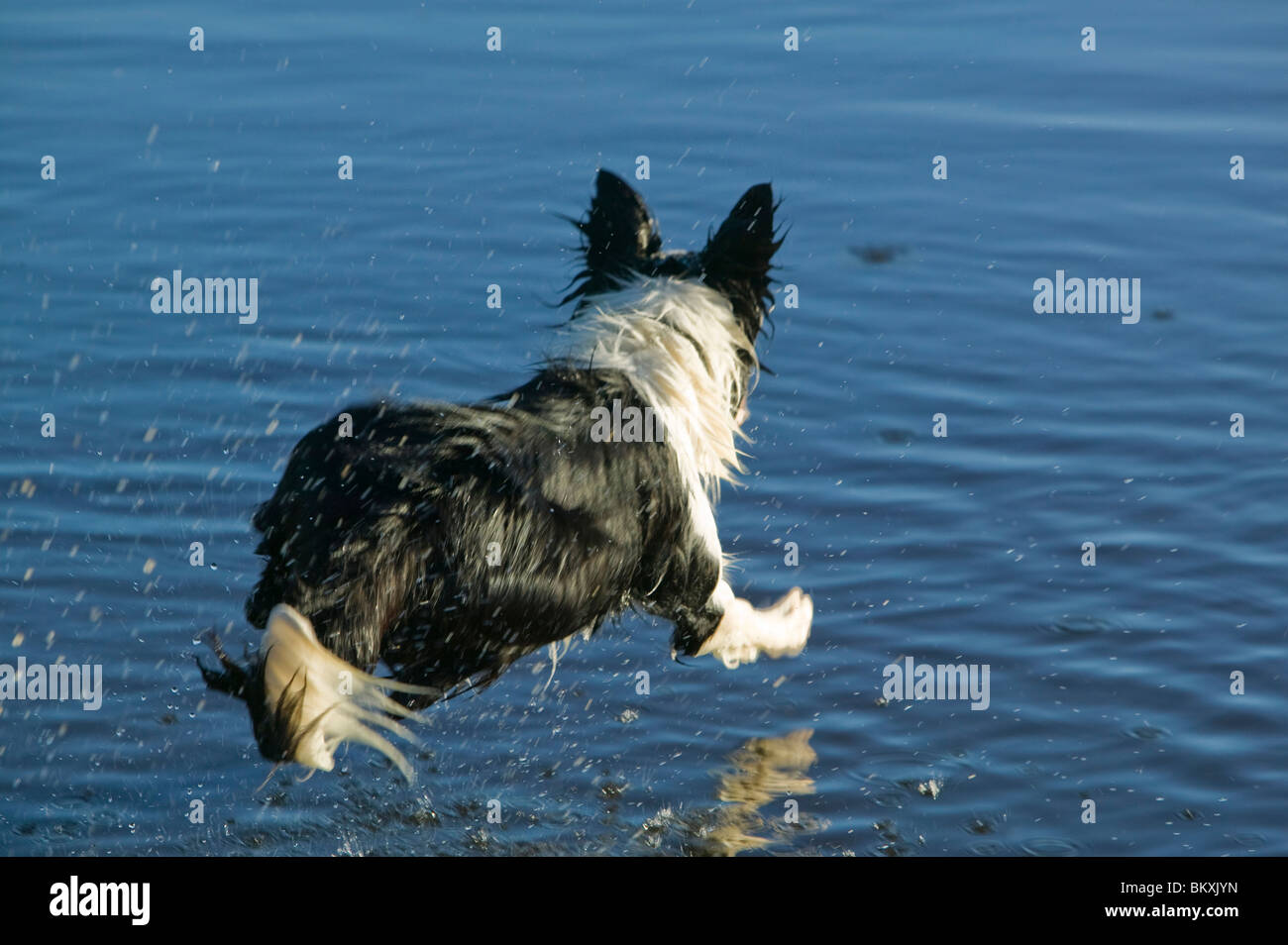 Border collie wet on white hi-res stock photography and images - Alamy
