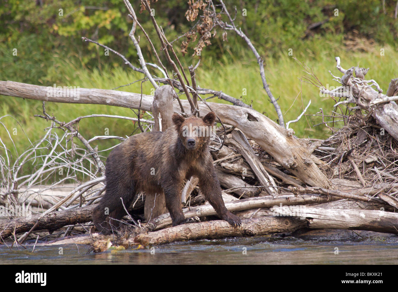 Three year-old Grizzly Bear cub with very large claws balances on ...