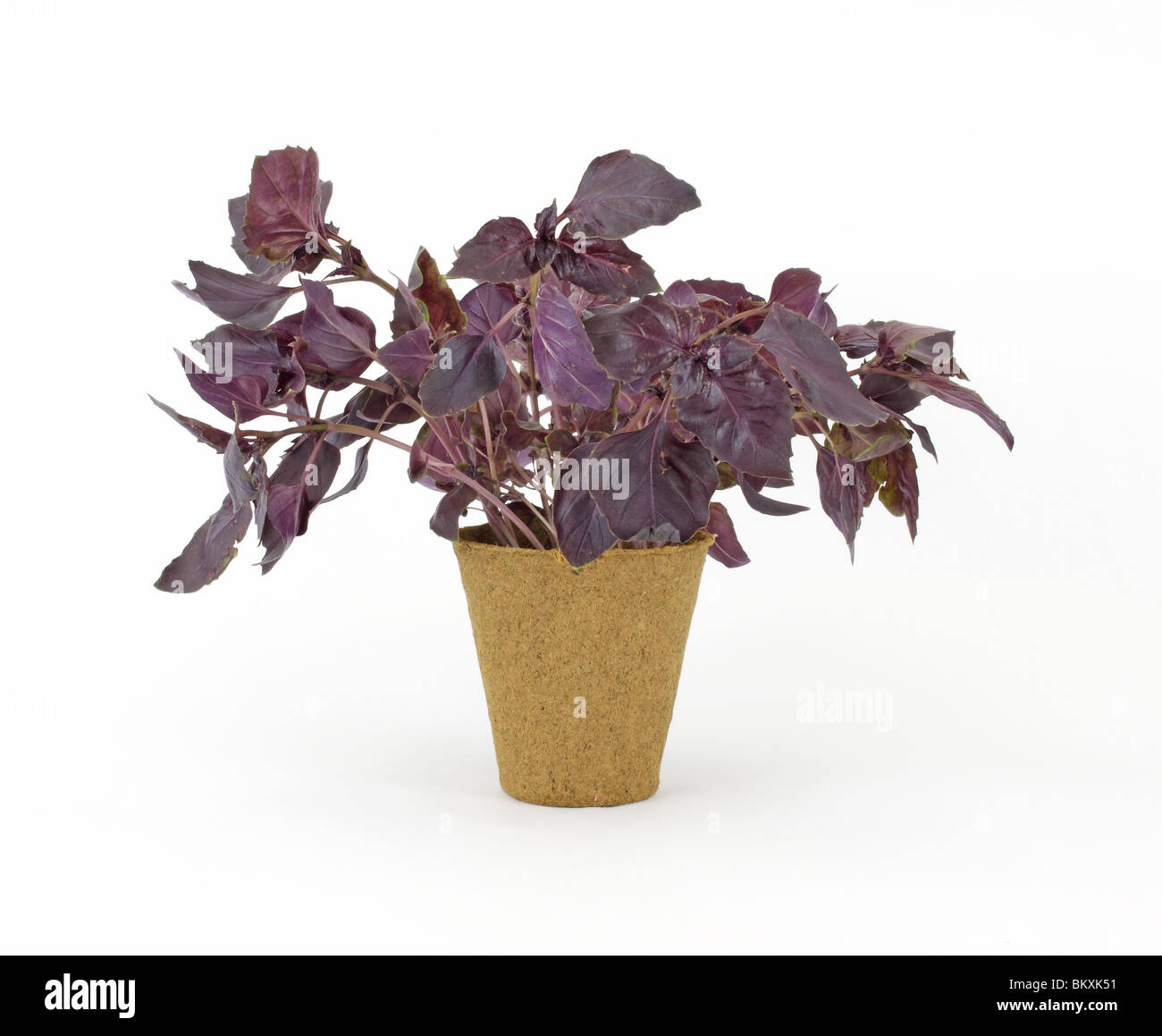 Plant in nursery pot Cut Out Stock Images & Pictures - Alamy