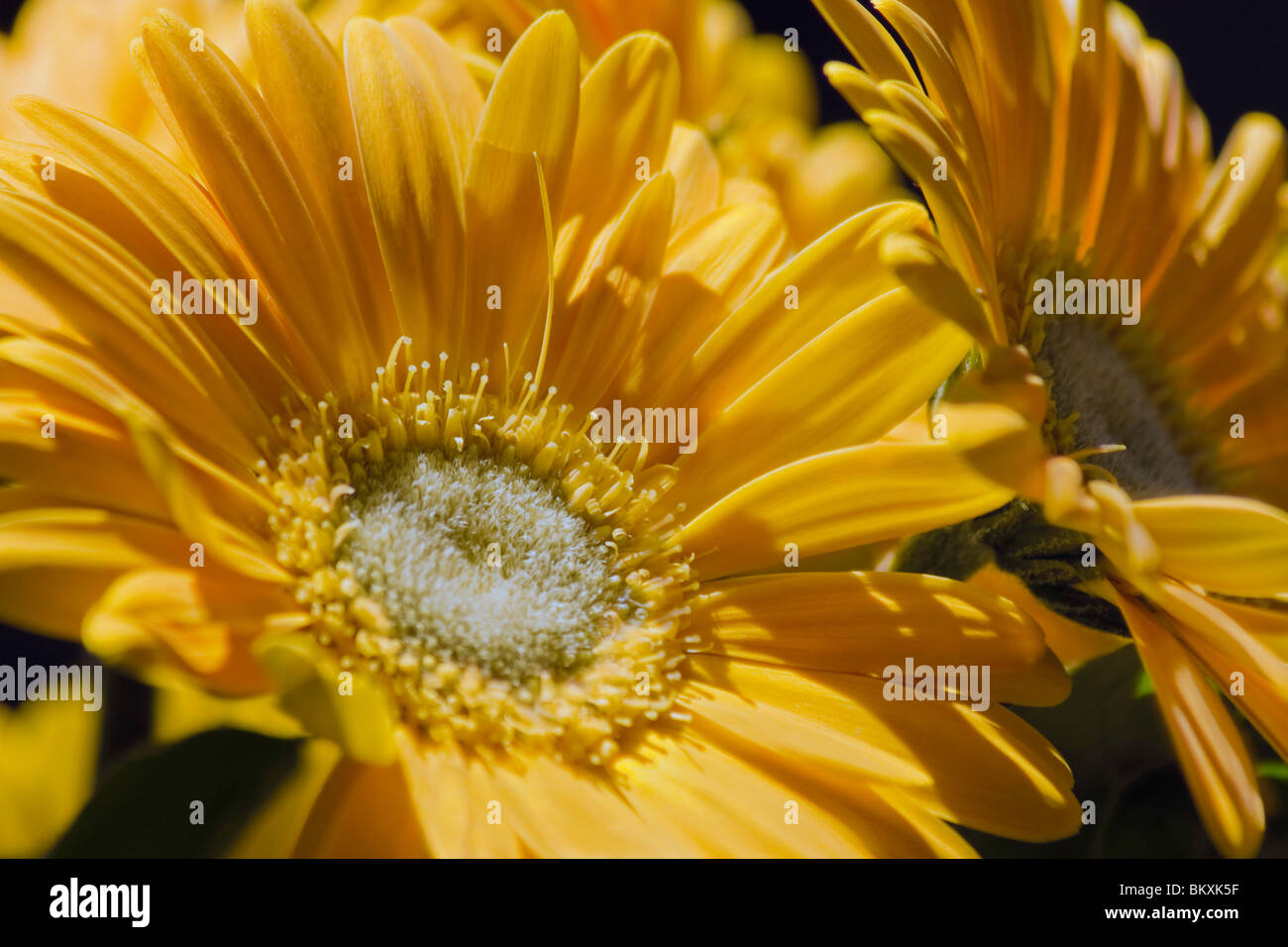Daisy head hi-res stock photography and images - Alamy