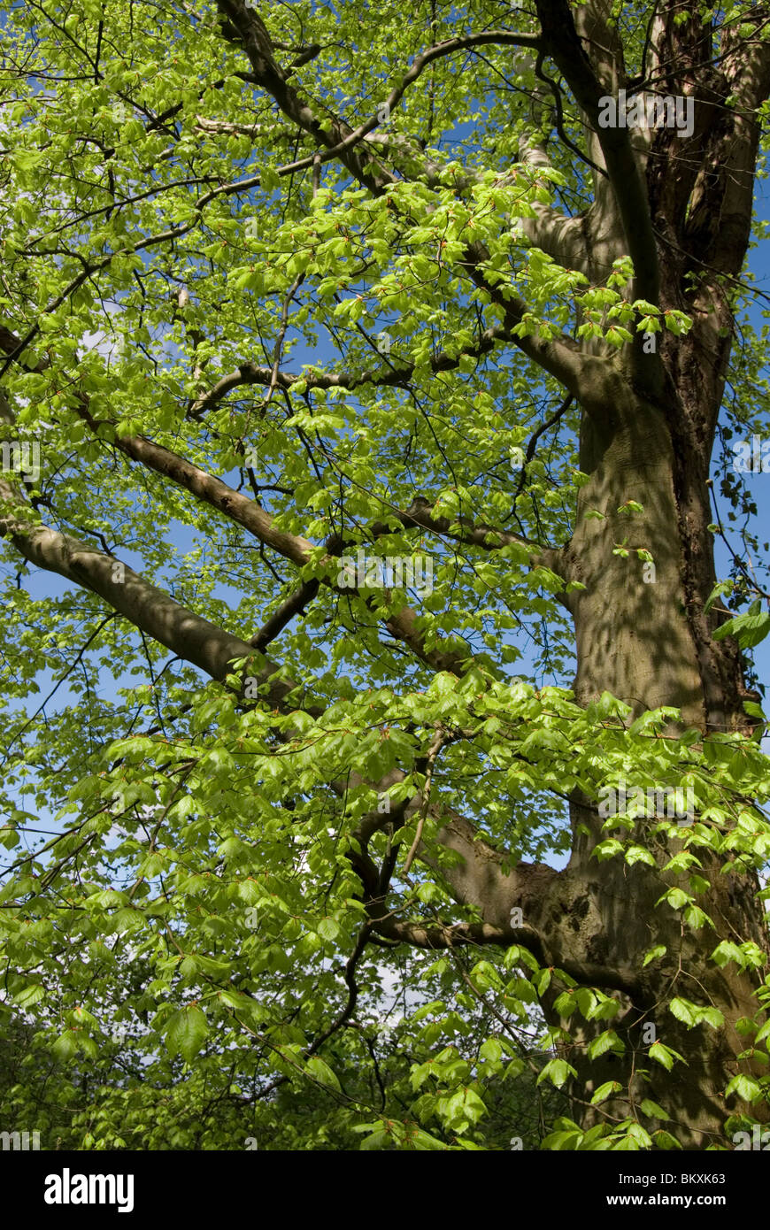 Fagus sylvatica, Beech tree Stock Photo - Alamy