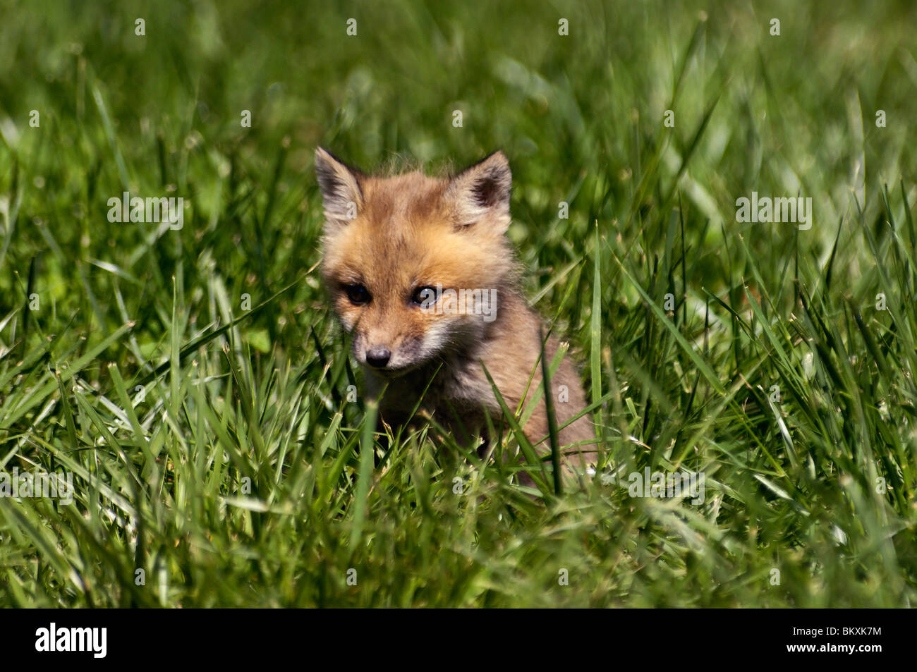 Alert Baby Red Fox in the Grass in Floyd County, Indiana Stock Photo ...