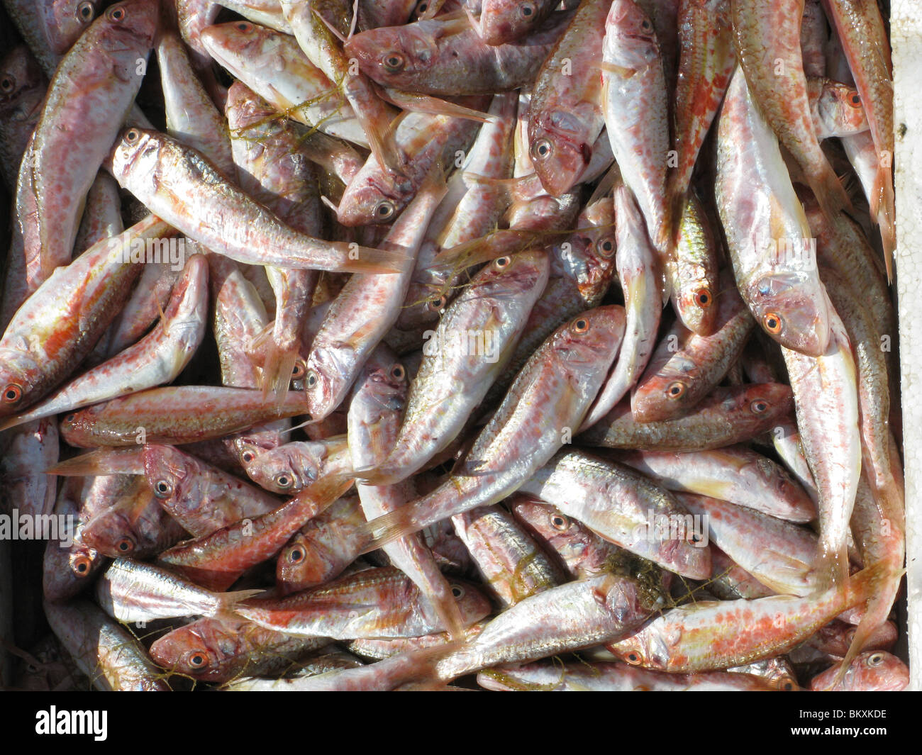 boxes full of sea fish in port dock harbour italy Stock Photo - Alamy