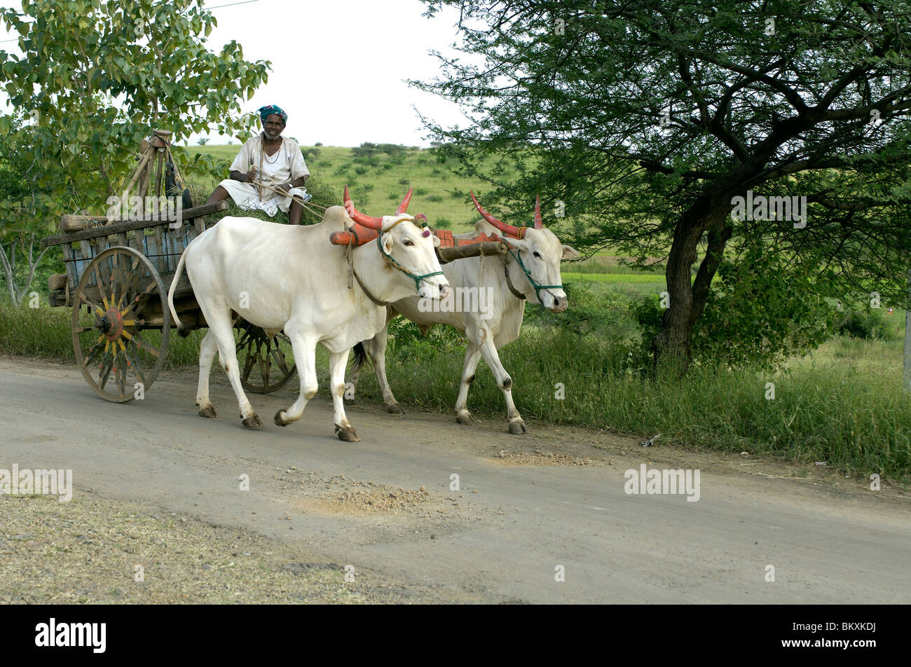 Tame bullock hi-res stock photography and images - Alamy