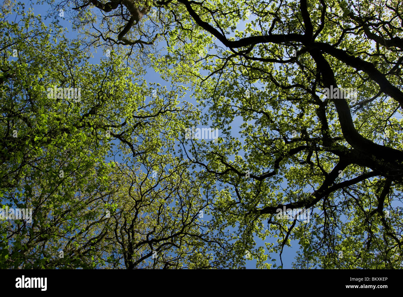 Quercus robur, Oak tree Stock Photo - Alamy