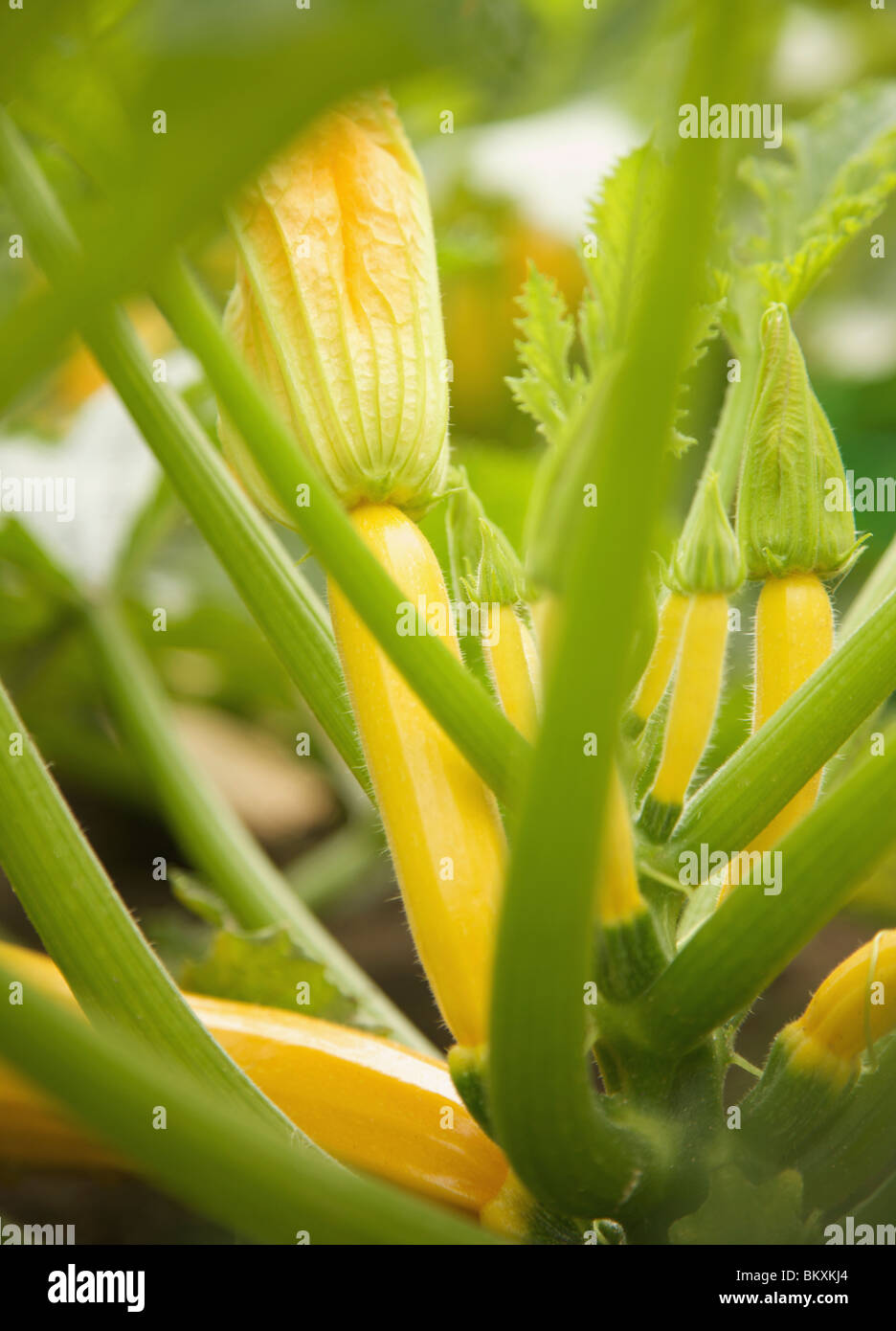 Baby courgettes hi-res stock photography and images - Alamy