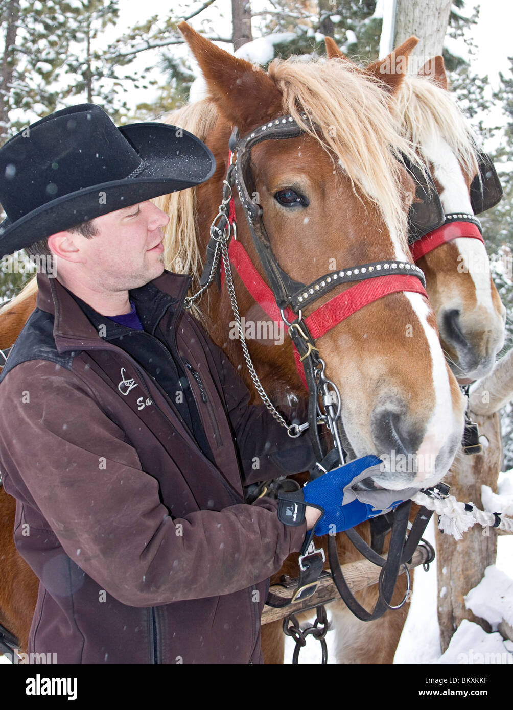 Sled driver poses with two of his horses at a corral that takes ...