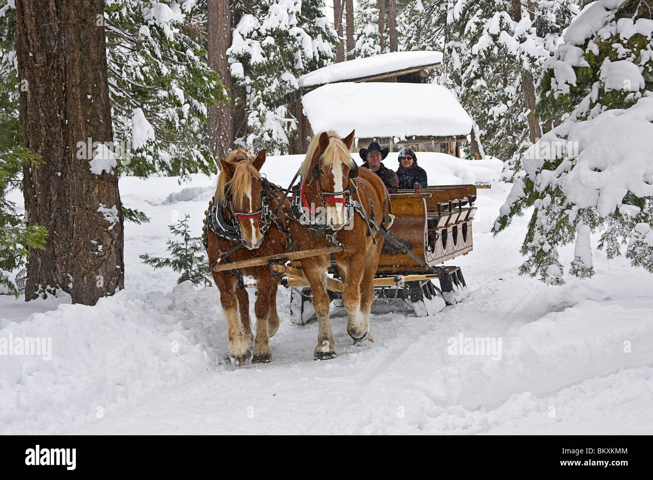 Sleigh ride through a pine tree forest, South Lake Tahoe, USA Stock ...