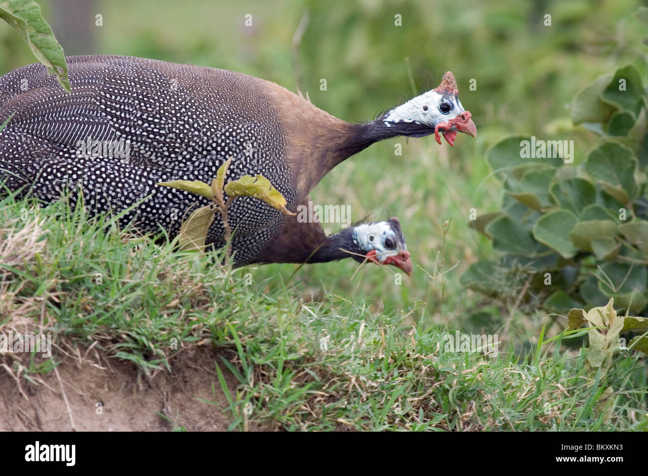 Helmeted Guineafowls (Numida meleagris), Tsavo East national Park ...
