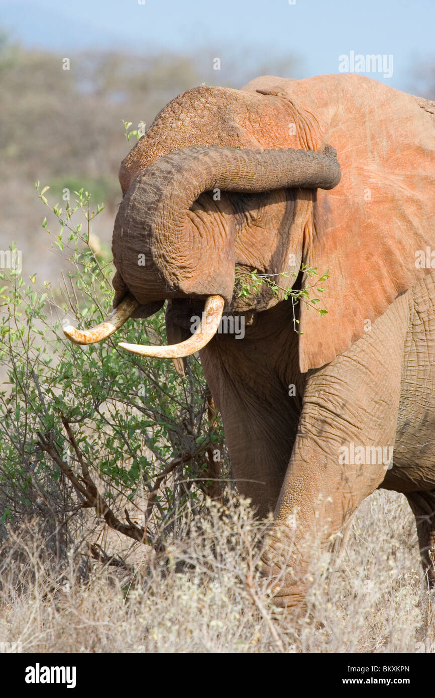 Tsavo east elephant hi-res stock photography and images - Alamy