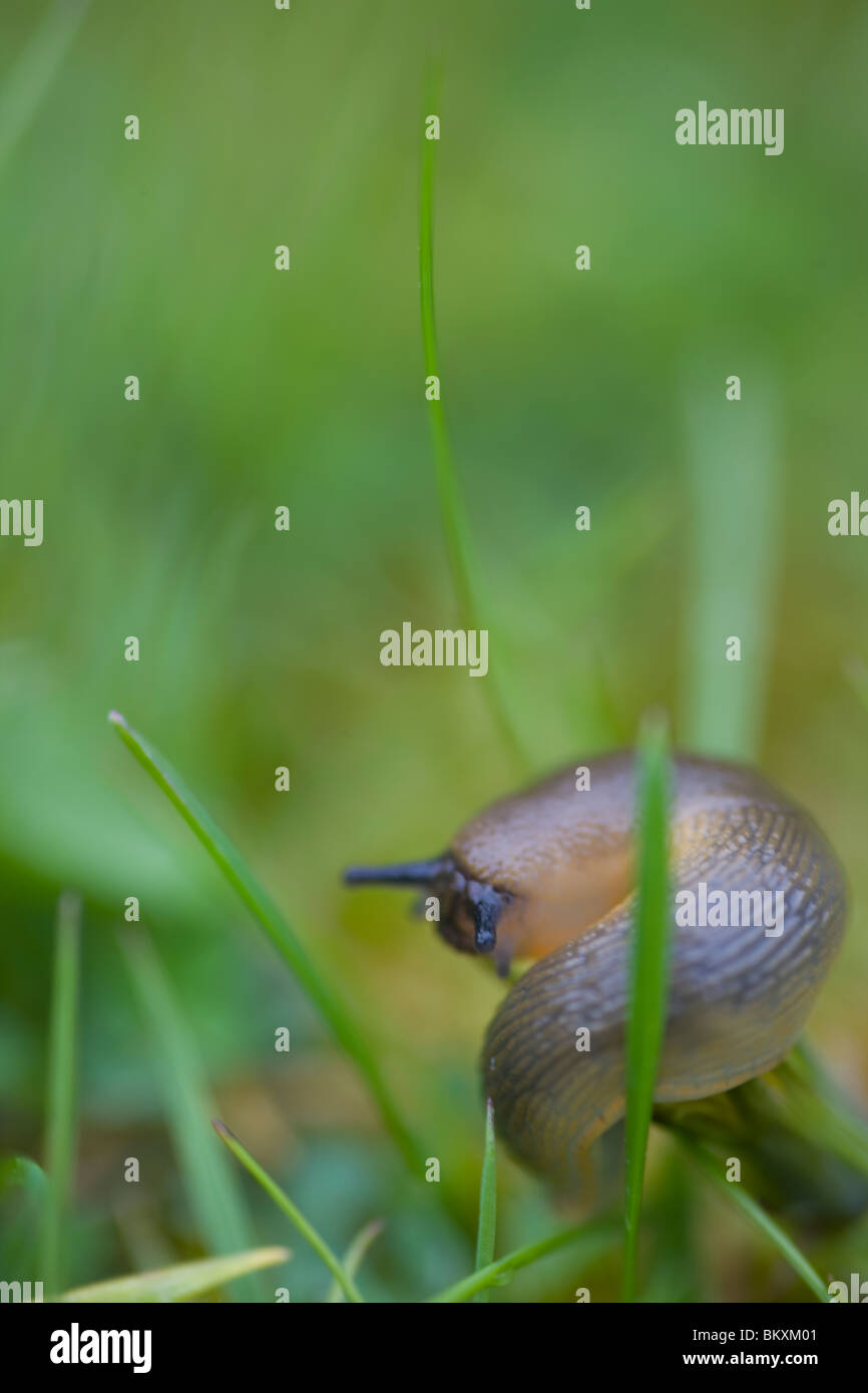 Slug hi-res stock photography and images - Alamy