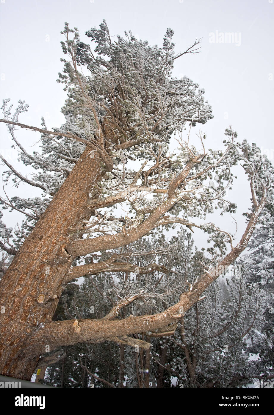 Twisted, snowblown tree seen during snowsnorm at the midstation deck of ...