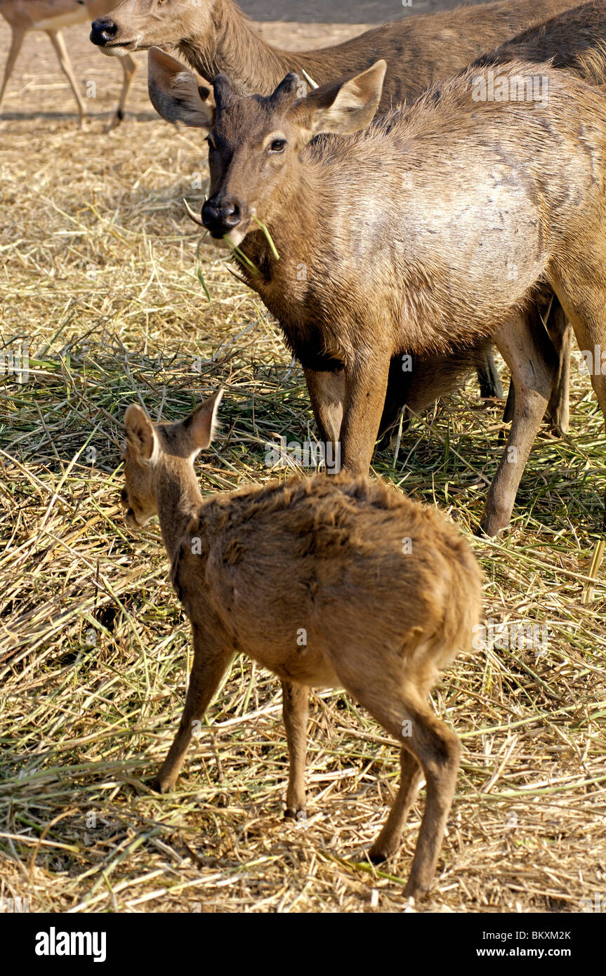 Thee Deer grazing grass Safari world Bangkok ; Thailand ; South East ...