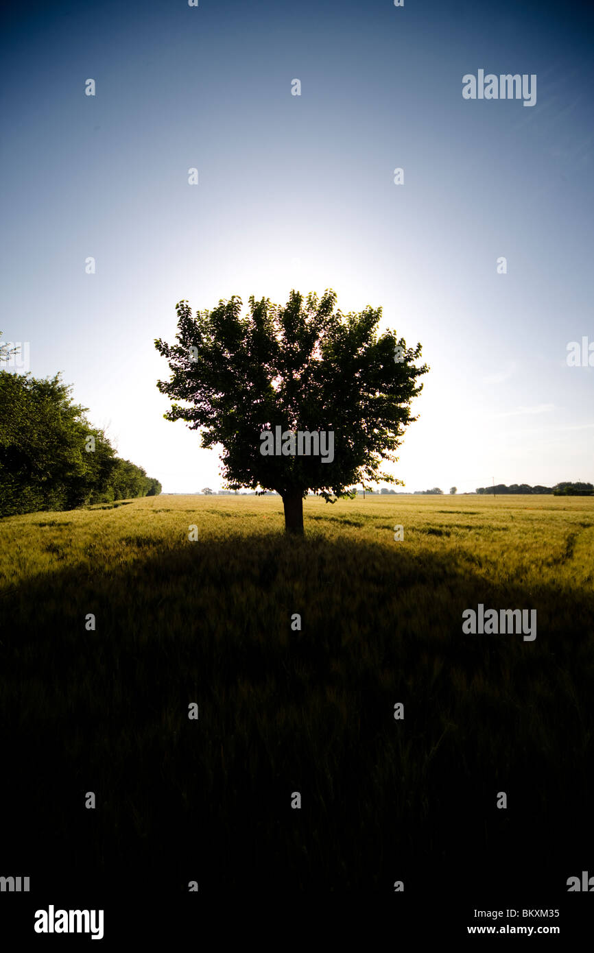 Tree Casting A Shadow High Resolution Stock Photography and Images - Alamy