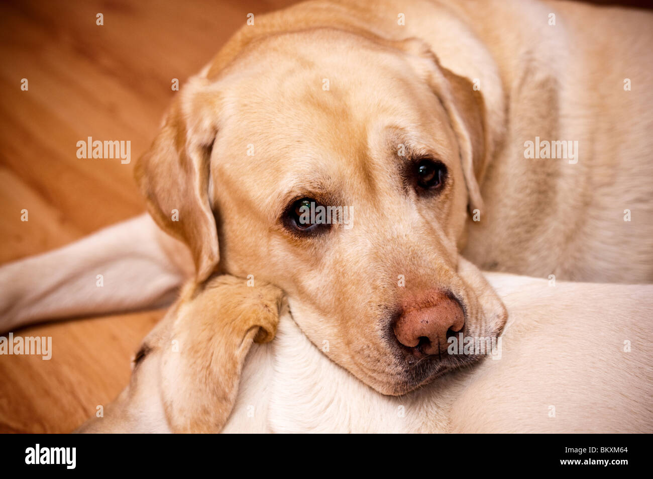 Vanilla labrador hi-res stock photography and images - Alamy