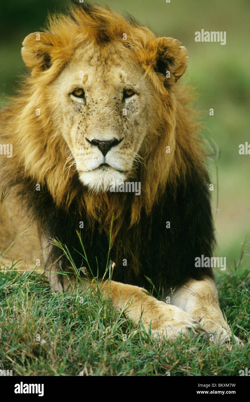 Male lion old hi-res stock photography and images - Alamy