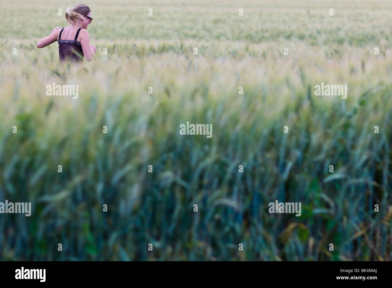 Running Through Field Wheat High Resolution Stock Photography and ...