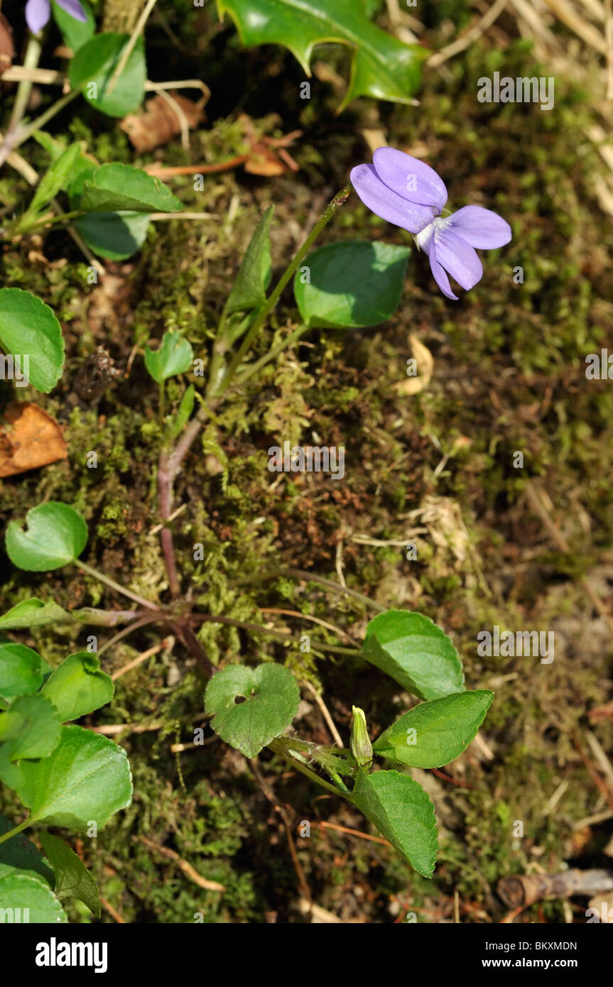 Common Dog-violet - Viola riviniana Whole plant with single flower ...