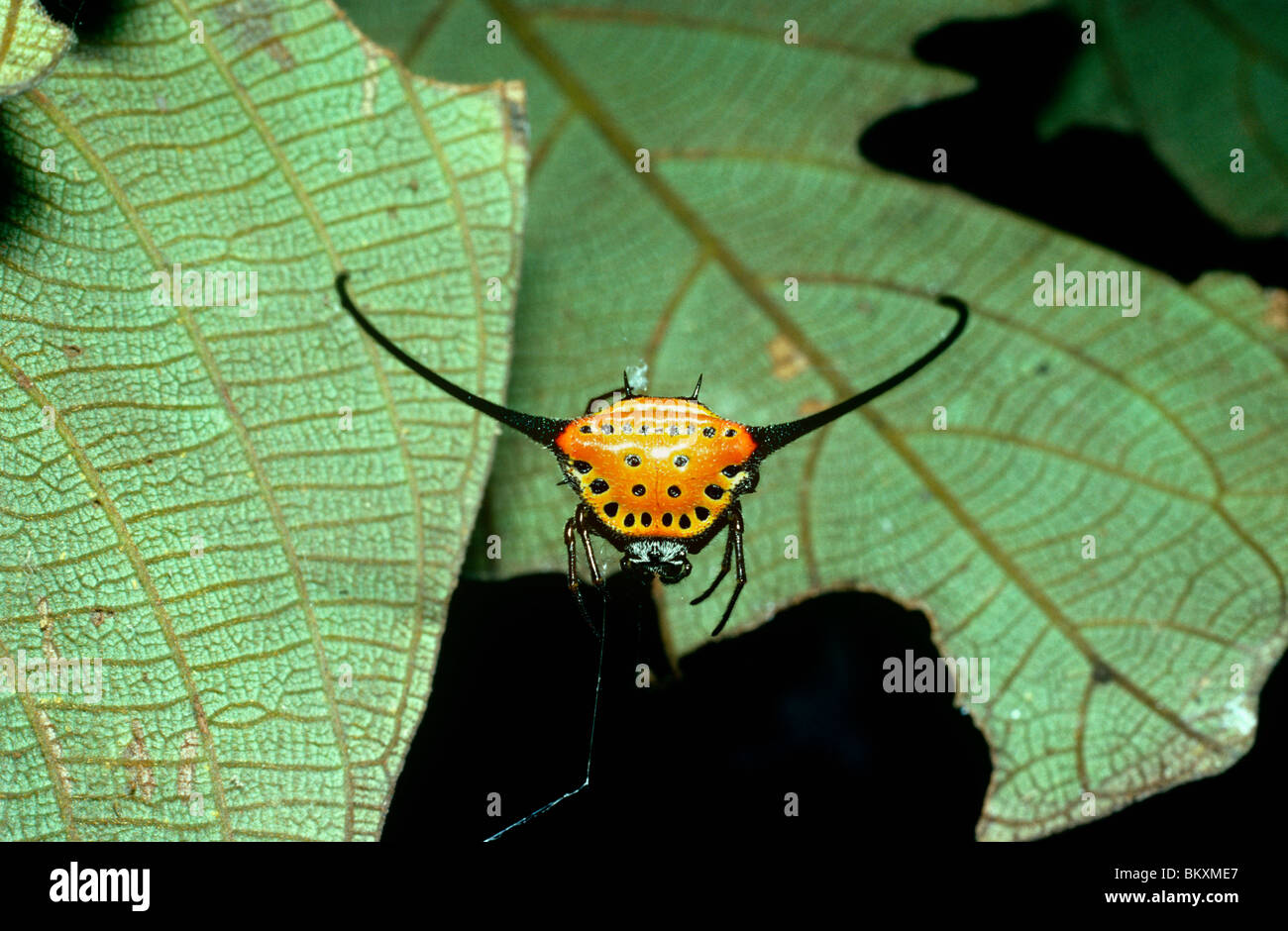 Long-horned orb-weaver spider (Gasteracantha arcuata: Araneidae) female ...