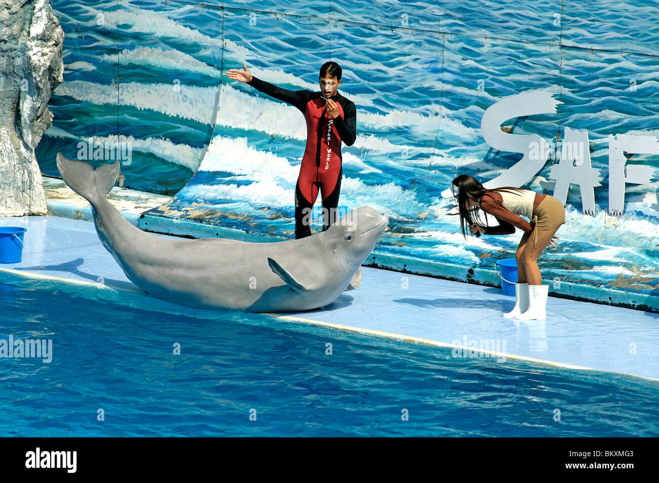 Dolphin communicating with the trainer out of the blue water at dolphin ...