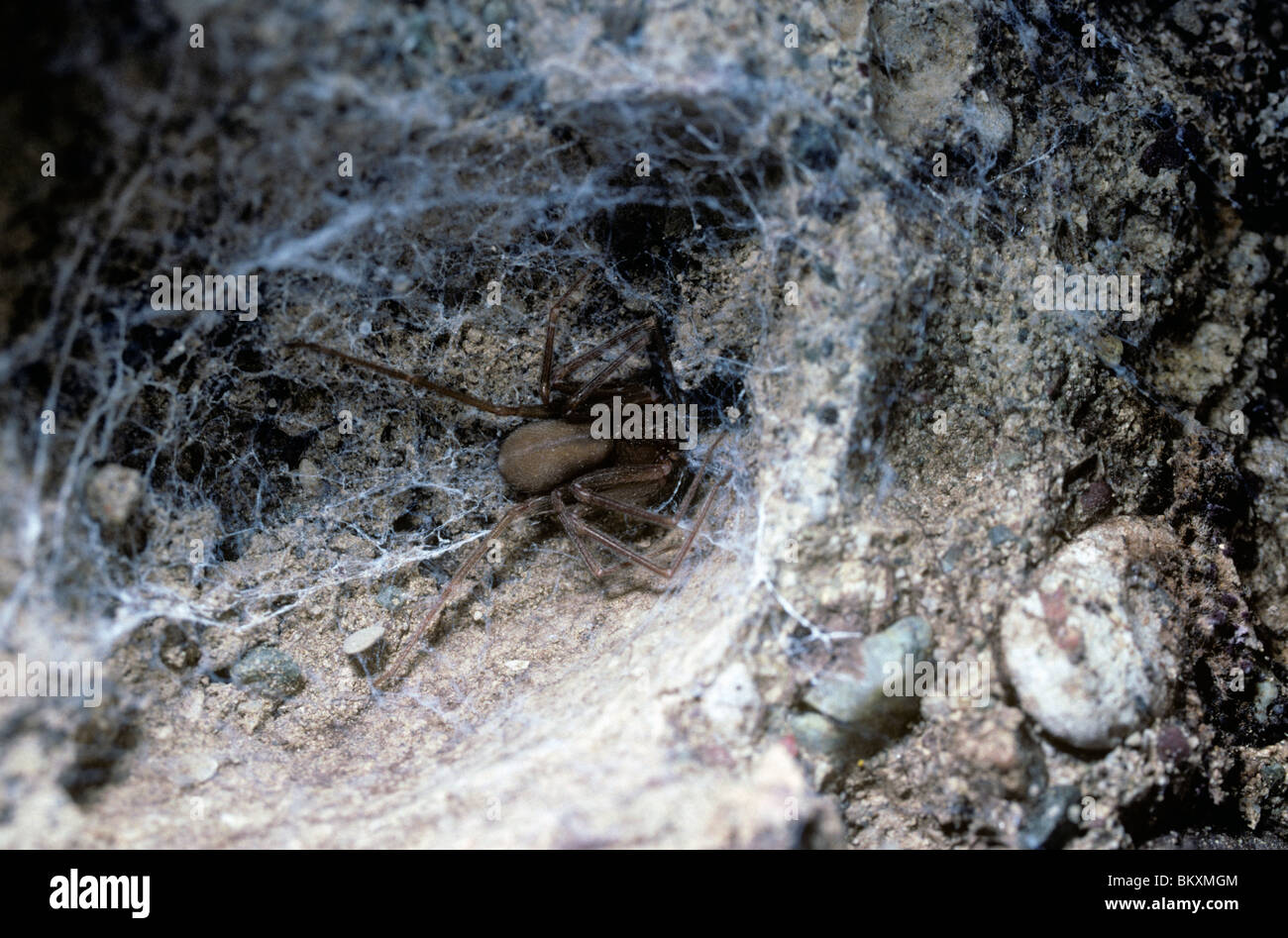 Violin, Fiddleback or Mediterranean recluse spider (Loxosceles ...