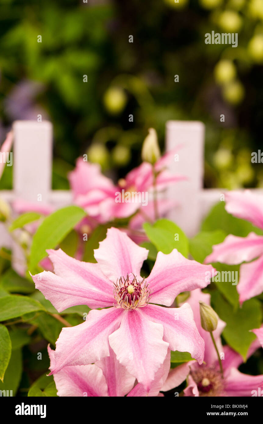 Clematis ooh la la hi-res stock photography and images - Alamy