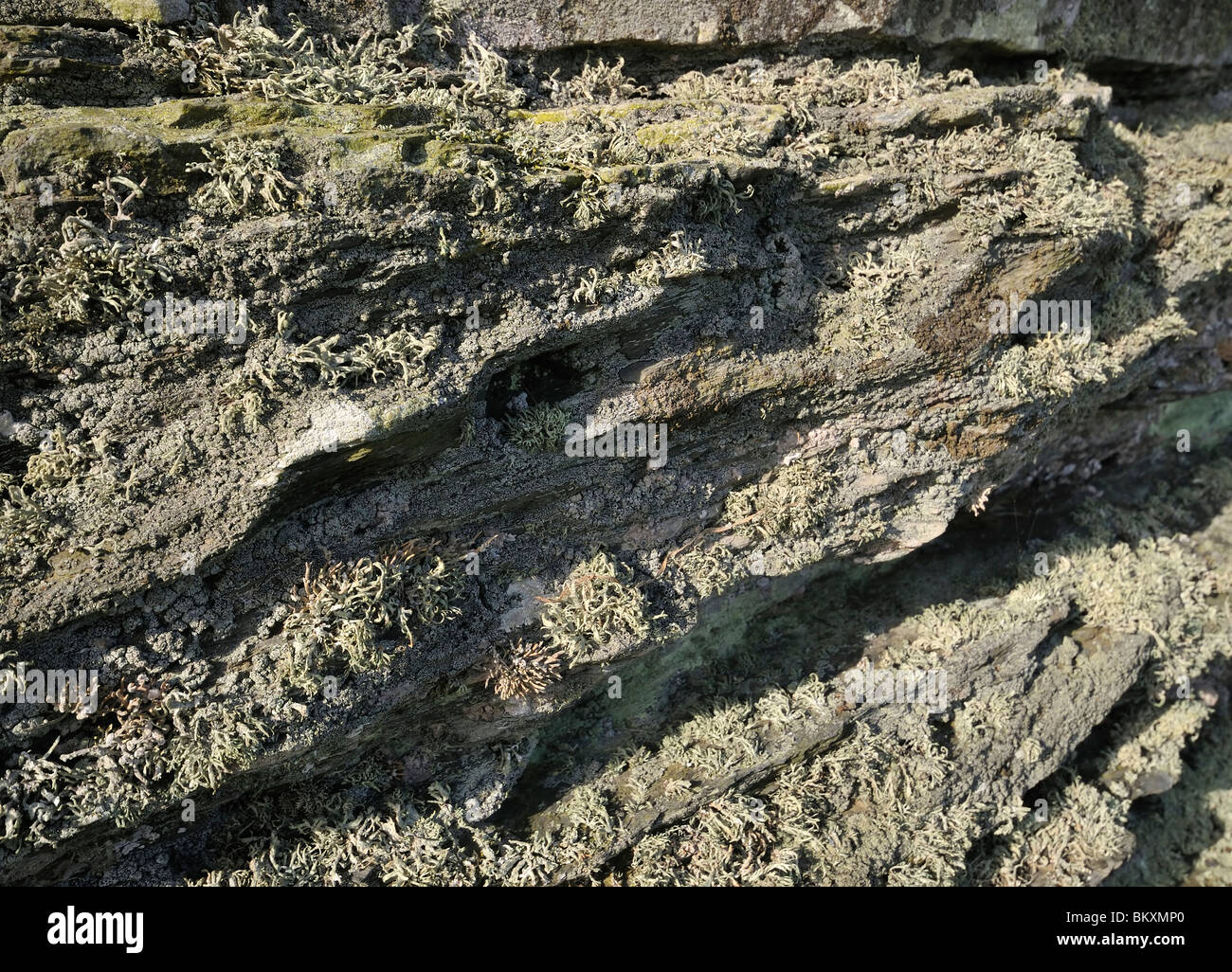 Devonian rocks hi-res stock photography and images - Alamy