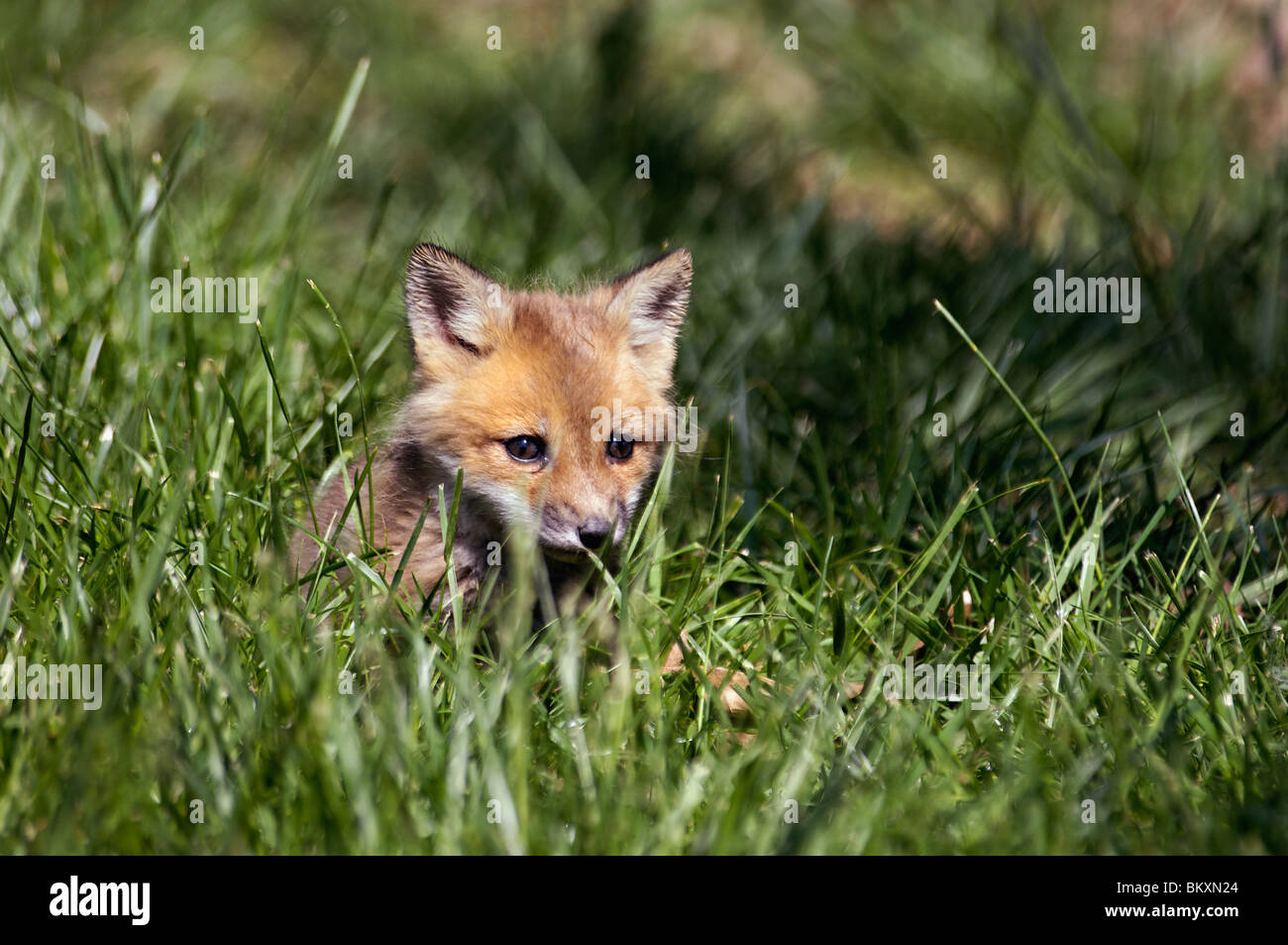 Fox baby hi-res stock photography and images - Alamy