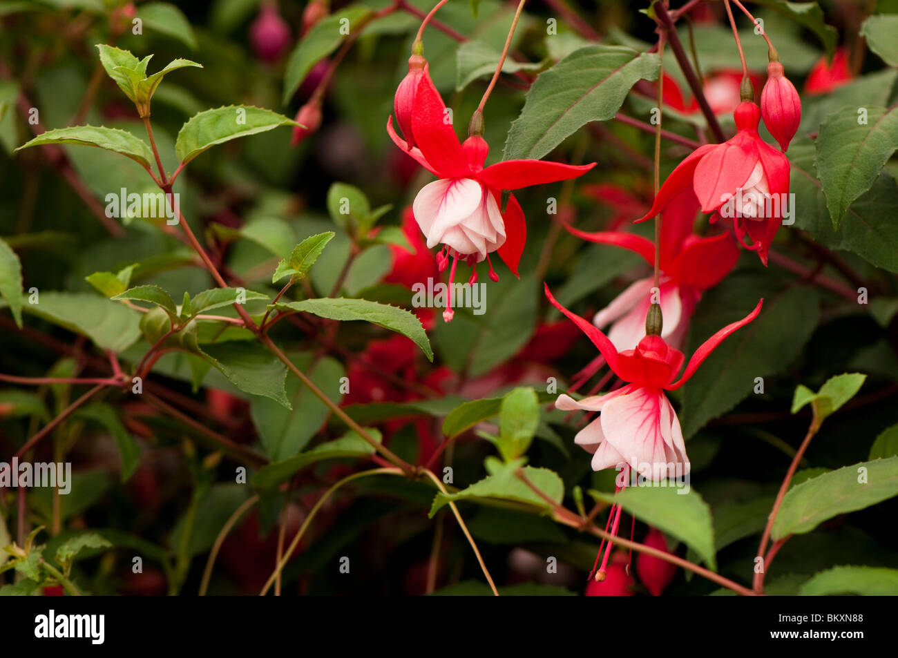 Fuchsia 'Lady in Red' in flower Stock Photo - Alamy