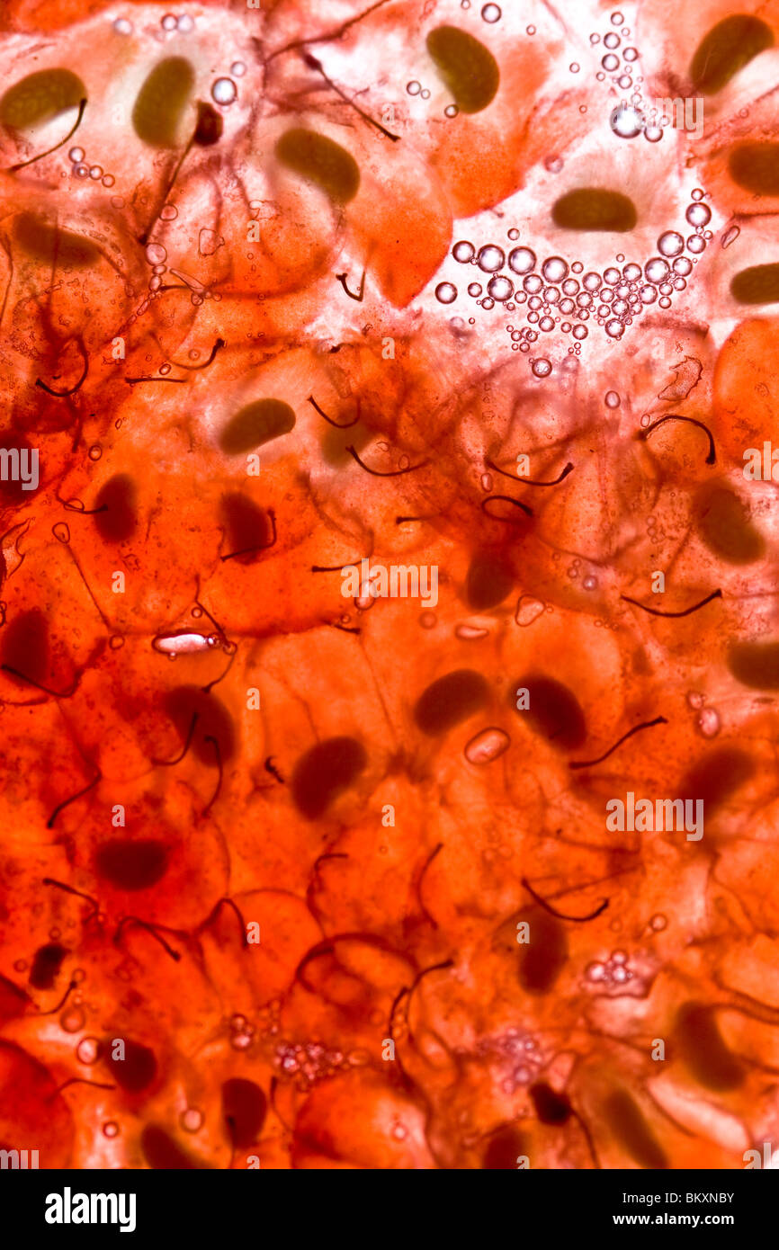 Extreme close up of squashed raspberries Stock Photo - Alamy