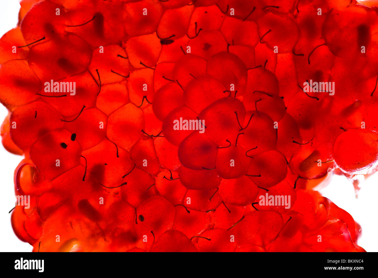 Extreme close up of a crushed raspberry Stock Photo - Alamy