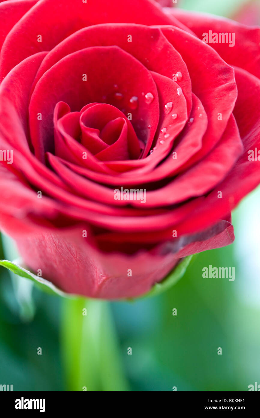 Red rose - Rosa Stock Photo - Alamy