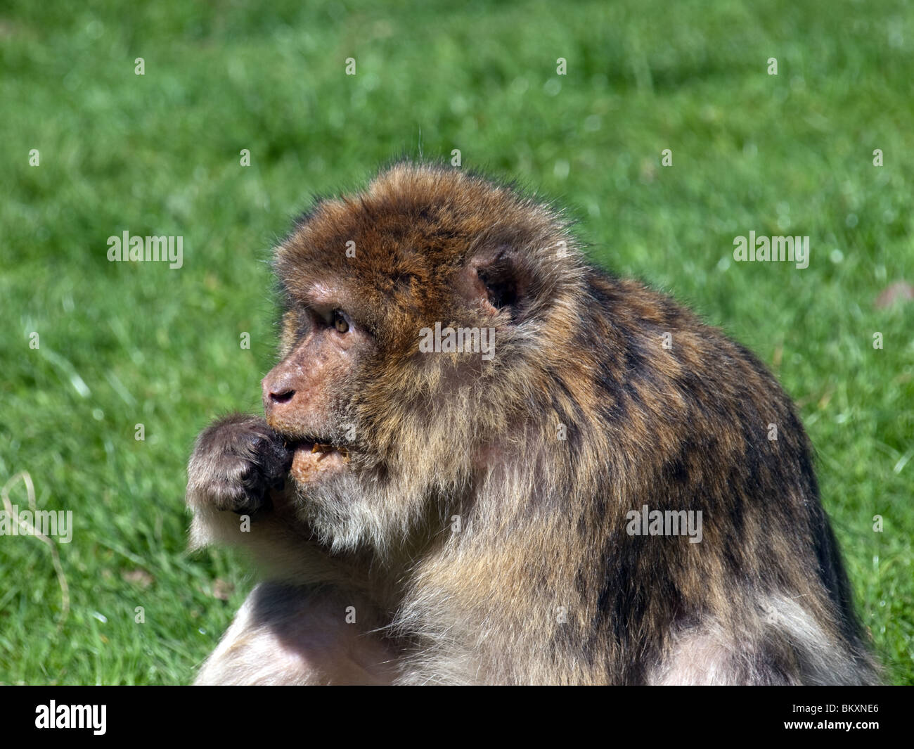 Barbary ape or Barbary macaque (Macaca sylvanus), in contemplative pose ...