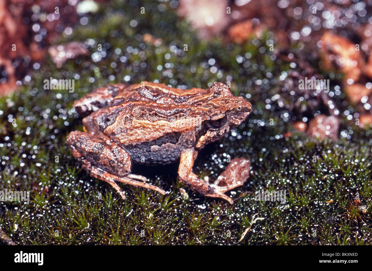 Common eastern froglet hi-res stock photography and images - Alamy