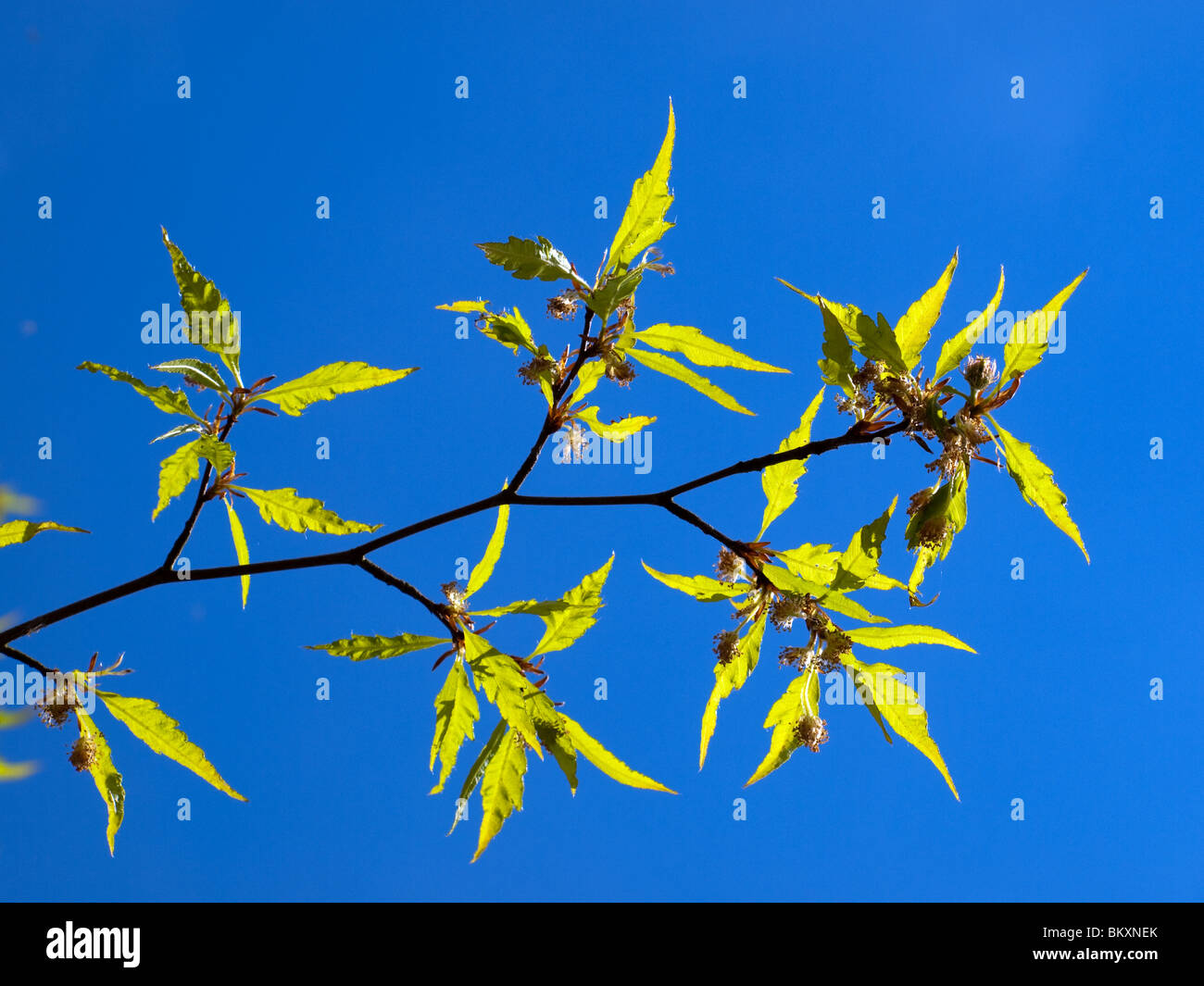 Spring leaves of cut-leaf beech (fagus sylvaticus) shine brightly ...