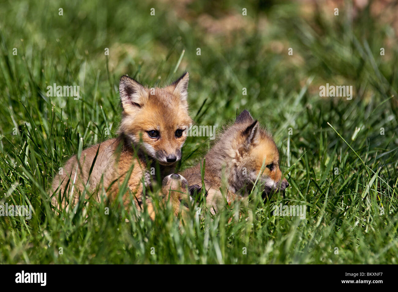 Baby foxes hi-res stock photography and images - Alamy