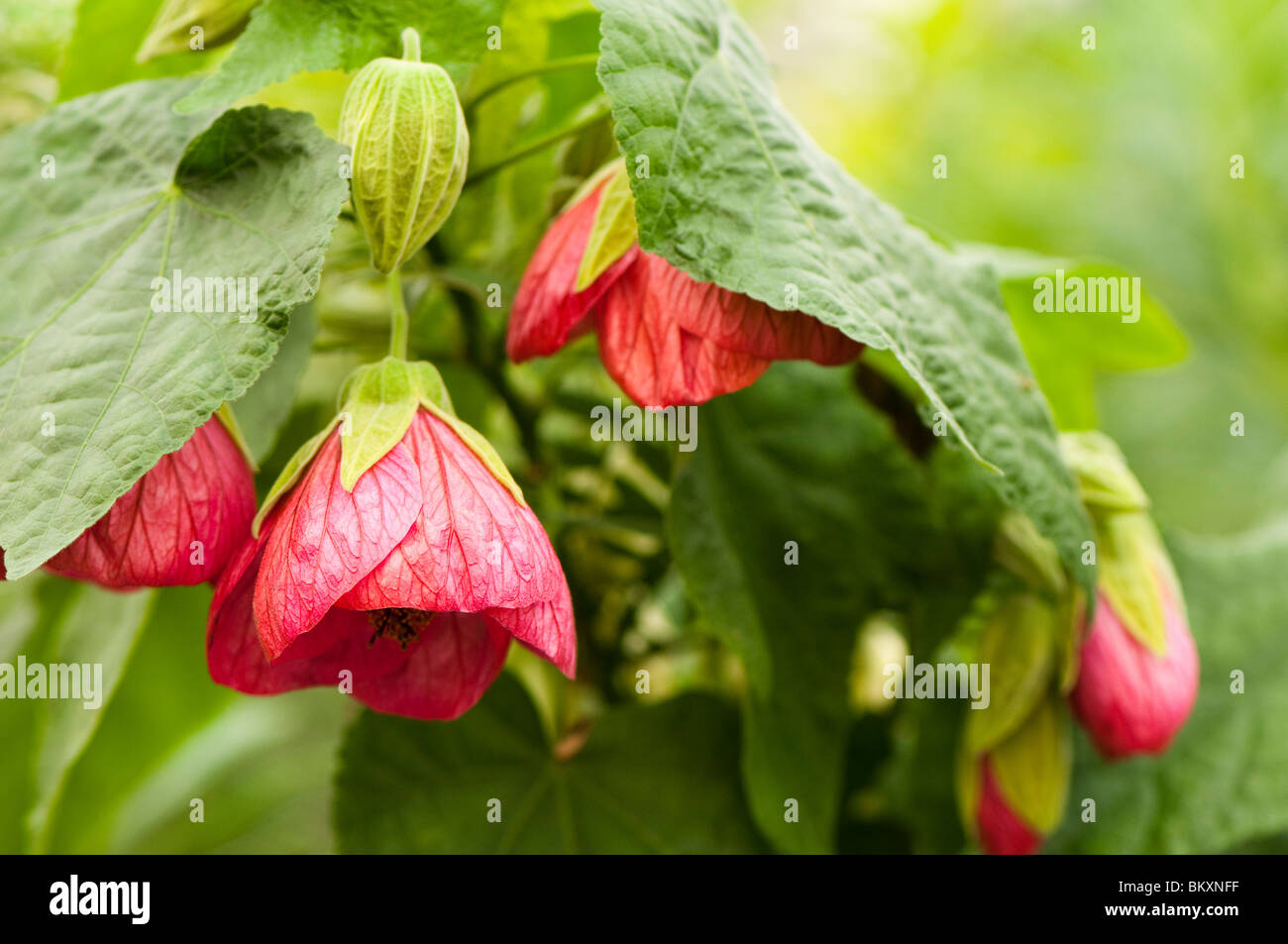 Indian abutilon hi-res stock photography and images - Alamy