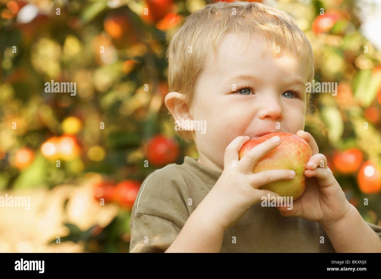 Biting apple orchard hi-res stock photography and images - Alamy