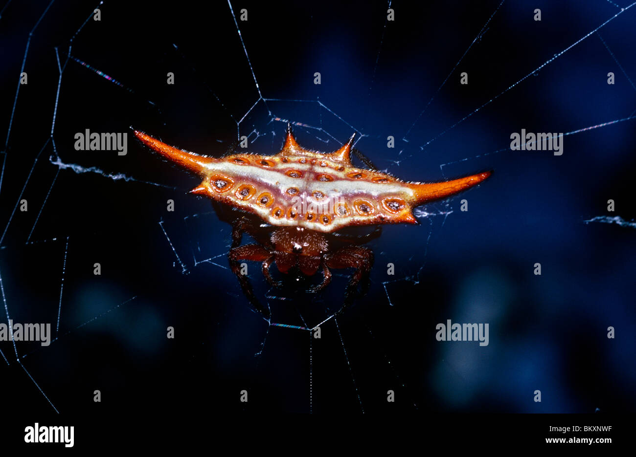 Gasteracantha versicolor hi-res stock photography and images - Alamy