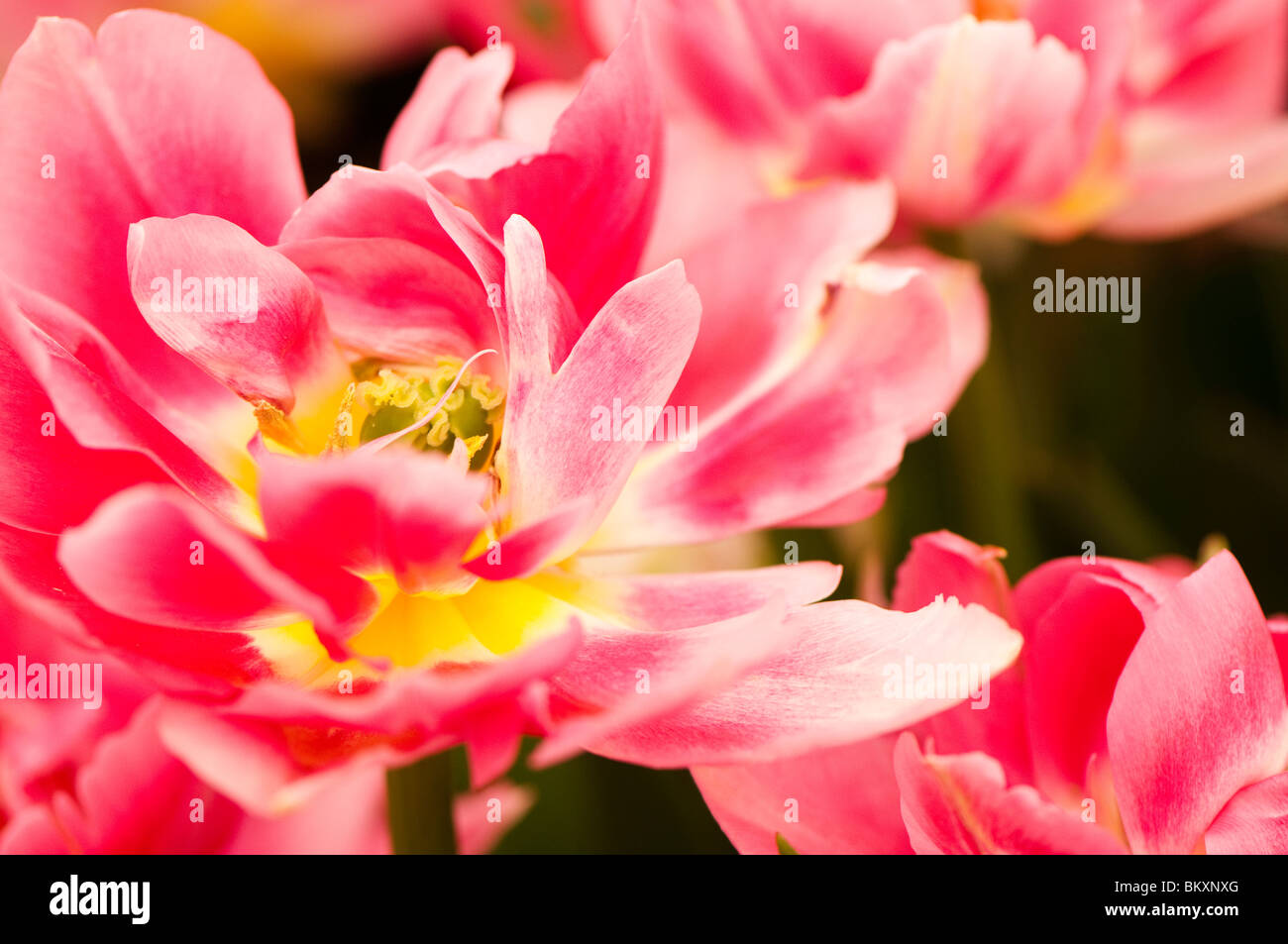 Bright yellow double tulip blooms hi-res stock photography and images ...