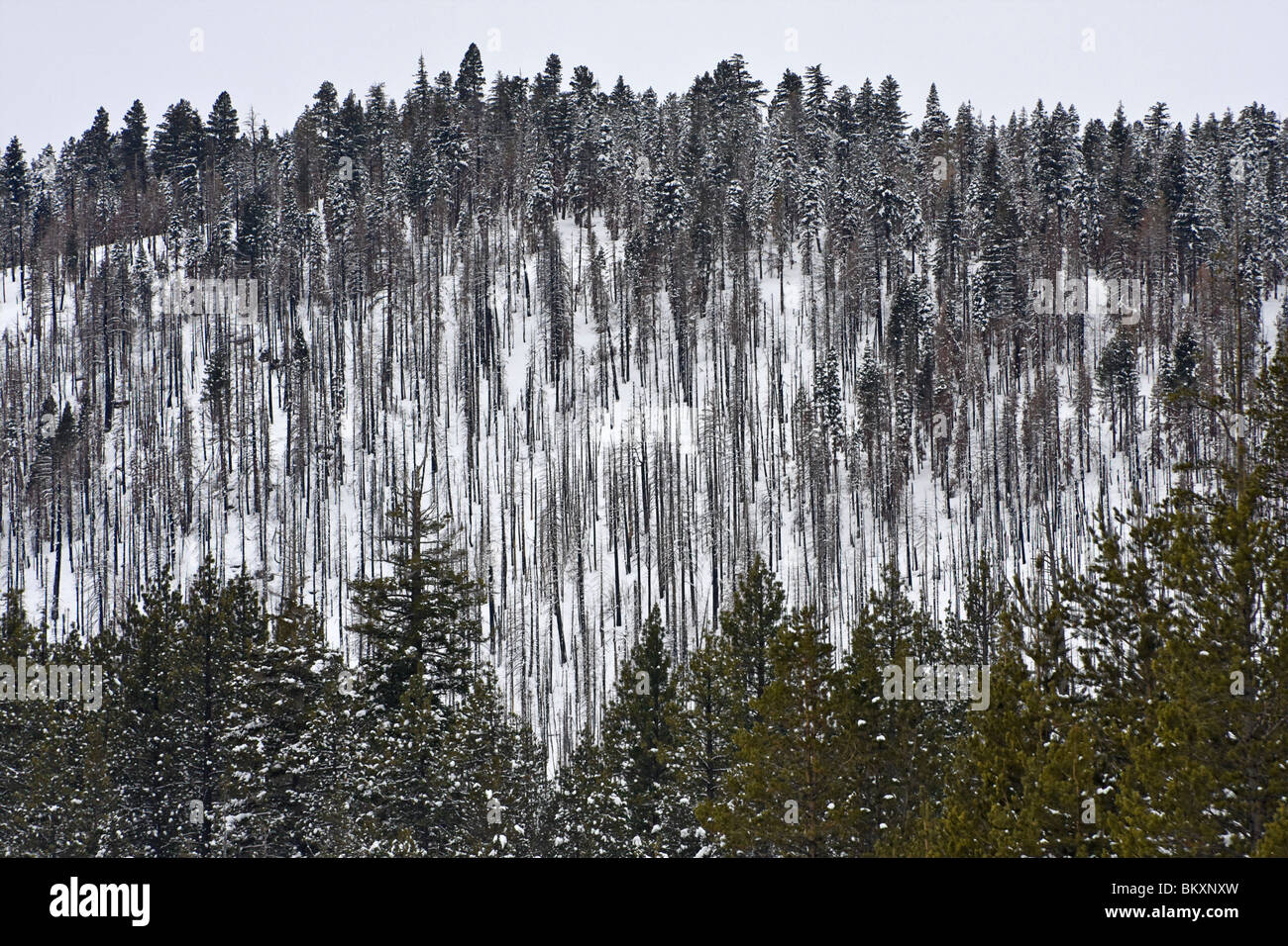 Winter scene of burned area among pine trees along Angora Ridge near ...