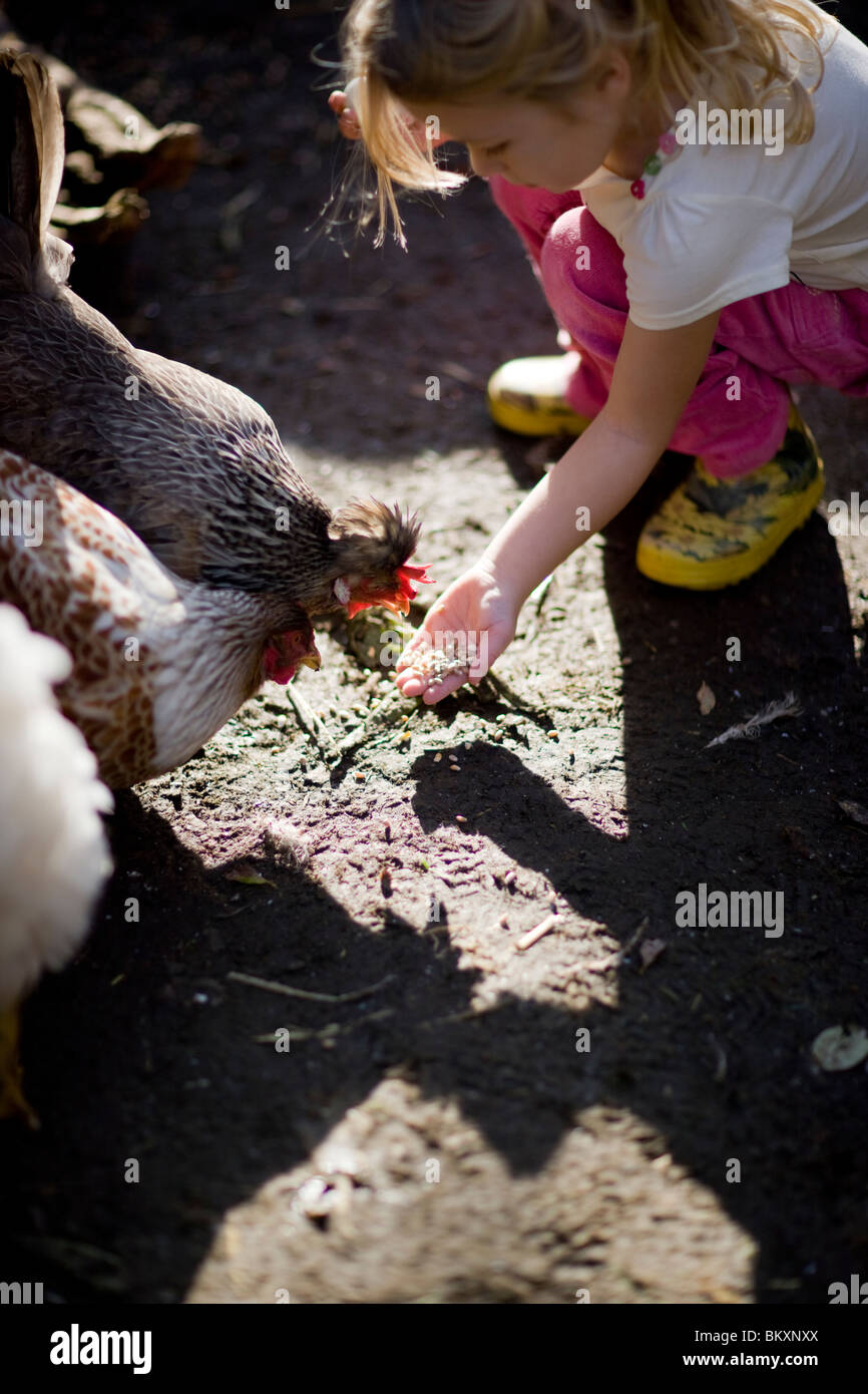 Child feed chickens hi-res stock photography and images - Alamy