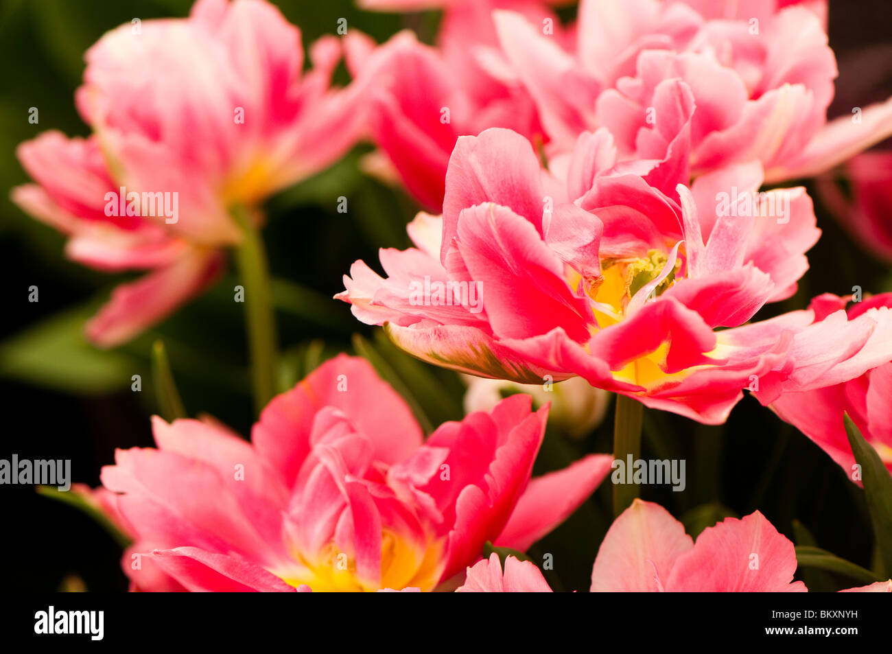 Double tulip hi-res stock photography and images - Alamy