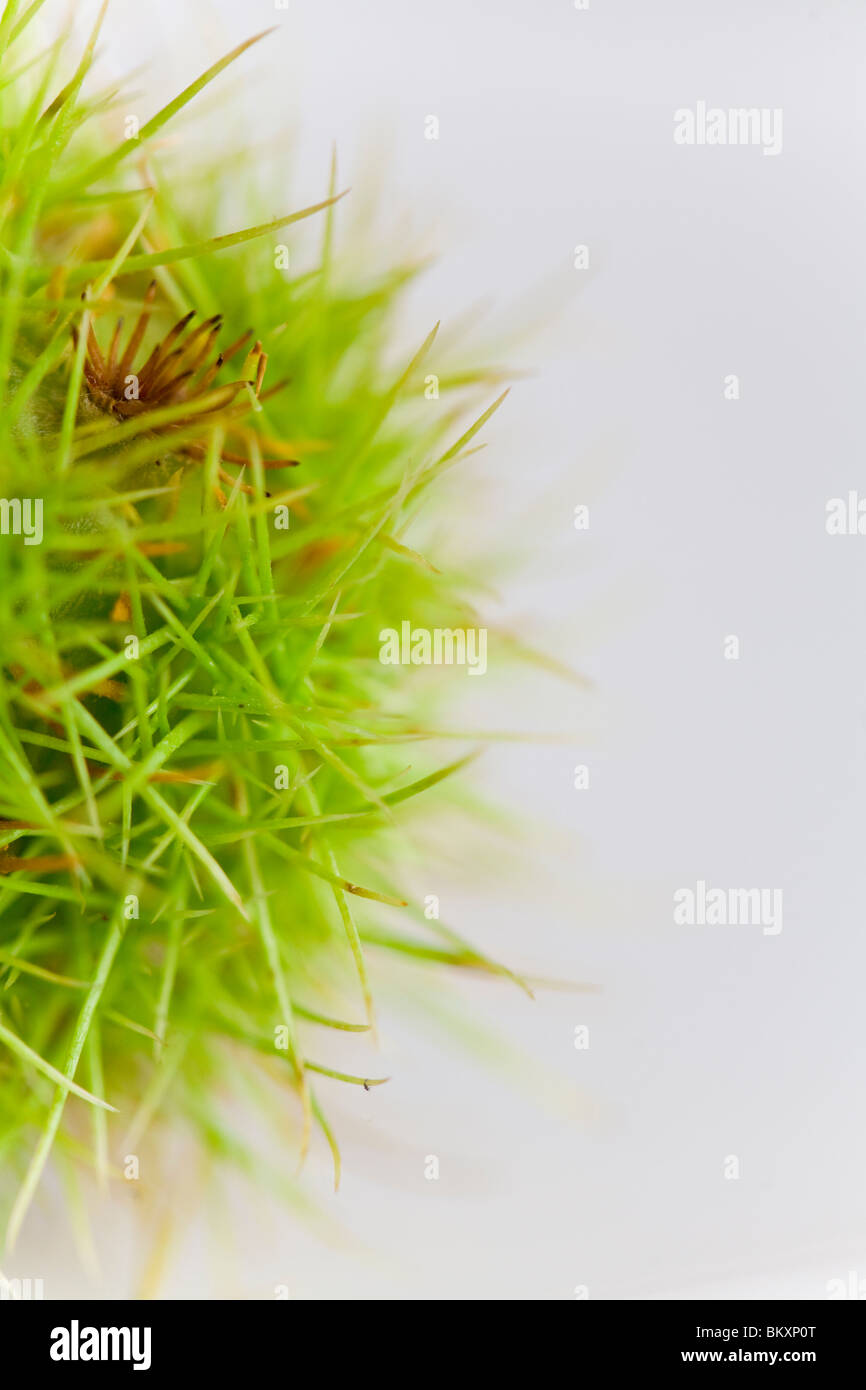 Chestnut spiky shell hi-res stock photography and images - Alamy