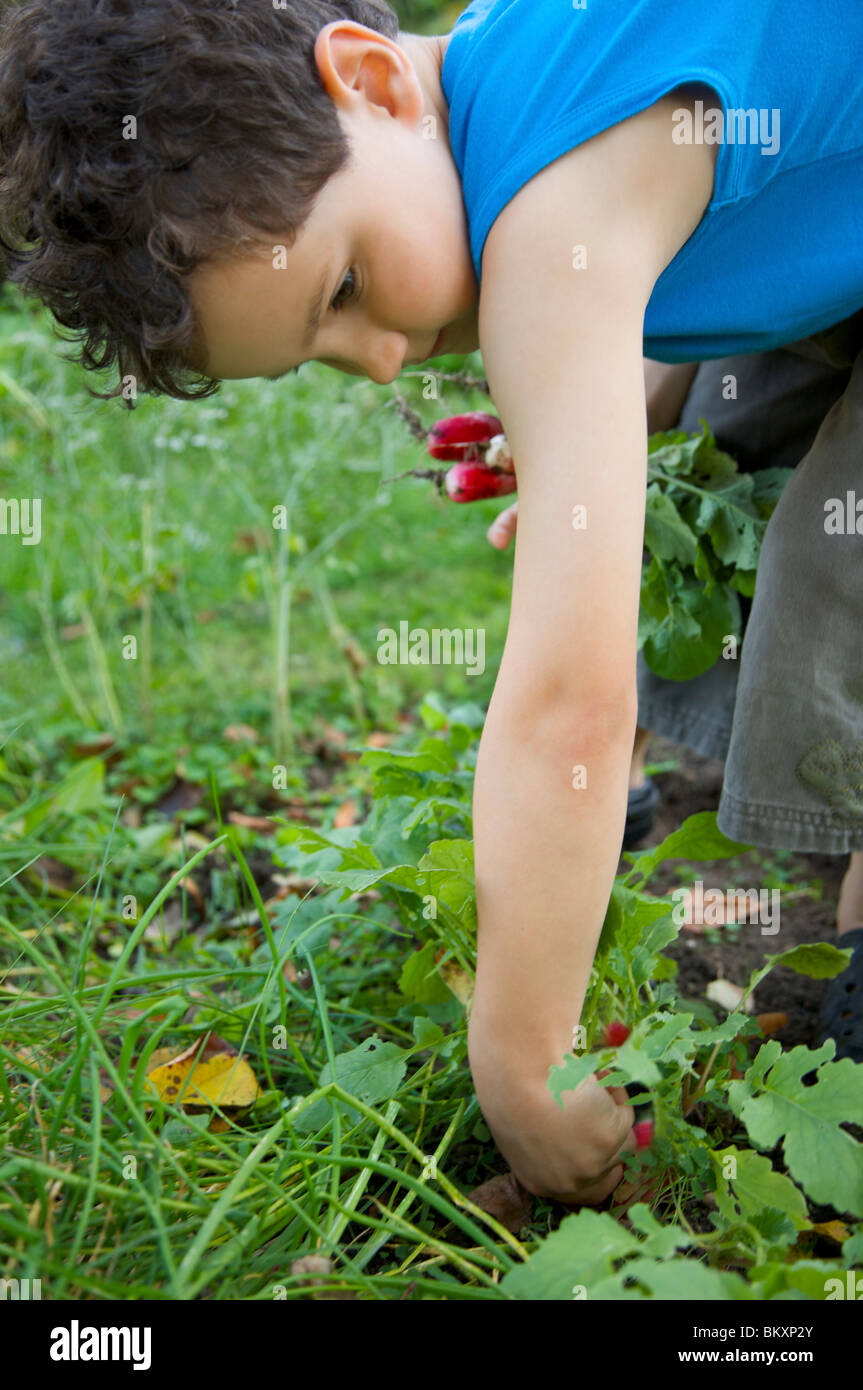 Child digging vegetables hi-res stock photography and images - Alamy