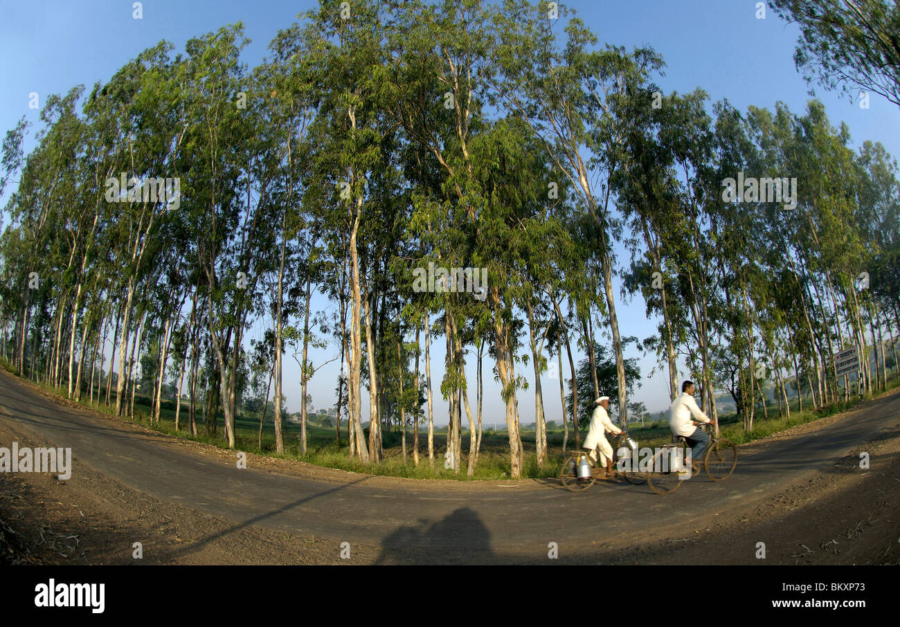 Eucalyptus tree plantation at Ralegan Siddhi near Pune ; Maharashtra ...