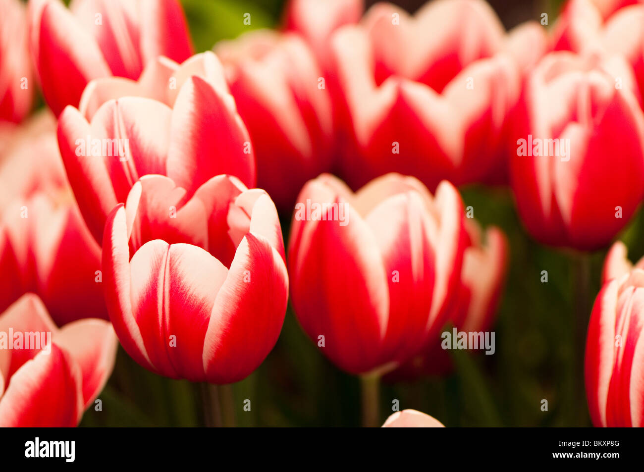 Papendrecht High Resolution Stock Photography and Images - Alamy